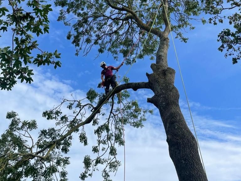 Tree Surgeons Kent - Tree Surgeons Maidstone | Broadleaf Tree Surgery